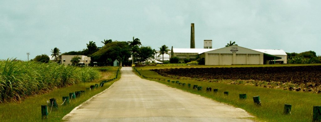 A Closer Look: The Real McCoy | New England Living