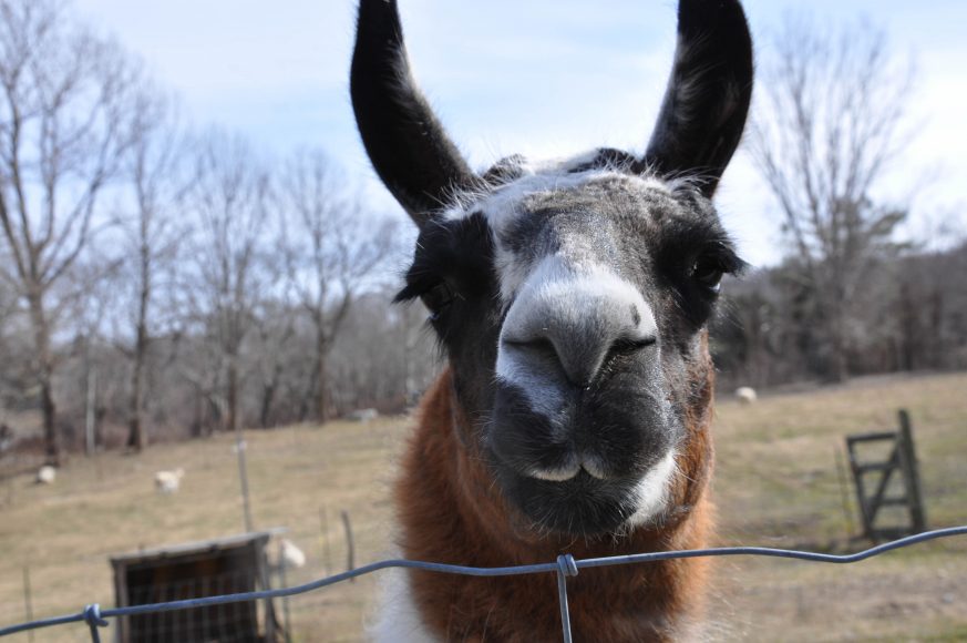 14 Reasons to Visit Plimoth Plantation | New England Living