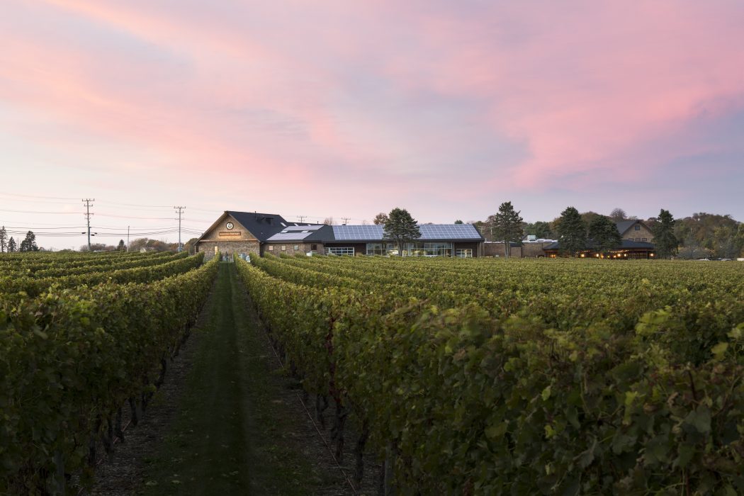 Vineyard Hopping | New England Living